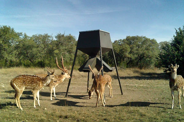 Axis Deer Hunts, Trophy Axis Buck Hunts in Texas at Rancho Madroño