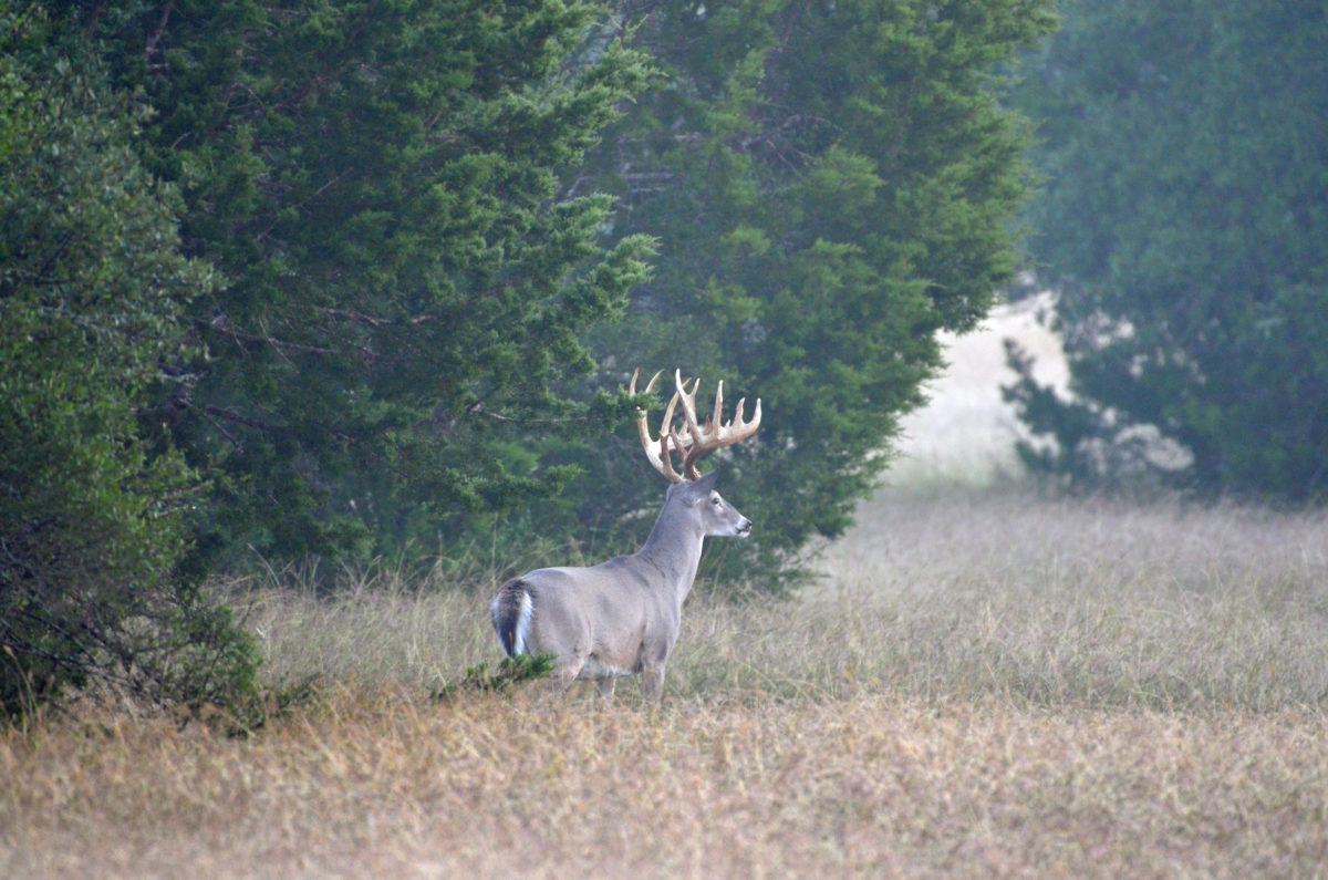 Texas Whitetail Deer Hunts in Hill Country | Rancho Madrono