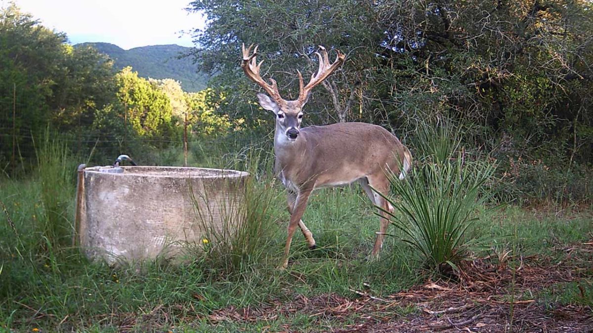 Texas Whitetail Deer Hunts in Hill Country | Rancho Madrono