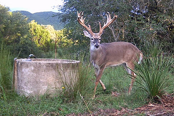 Hunting Ranch Photos - Rancho Madrono