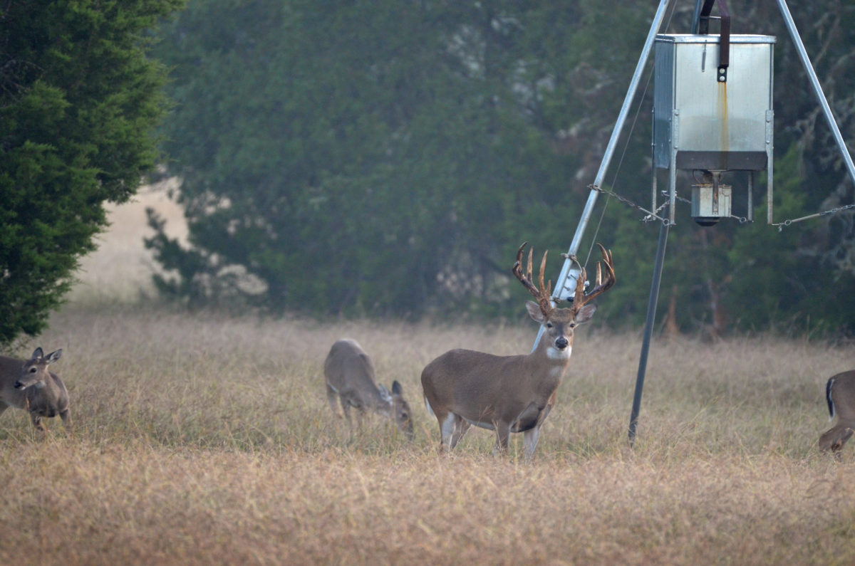 Texas Whitetail Deer Hunts in Hill Country | Rancho Madrono