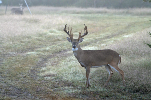 Texas Whitetail Deer Hunts in Hill Country | Rancho Madrono