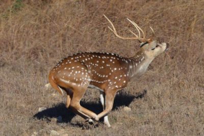 Axis Deer Hunts, Trophy Axis Buck Hunts in Texas at Rancho Madroño