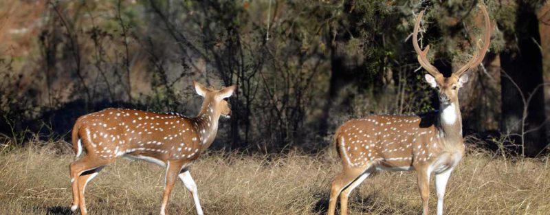 Axis Deer Hunts, Trophy Axis Buck Hunts in Texas at Rancho Madroño