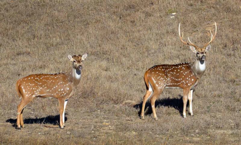 Axis Deer Hunts, Trophy Axis Buck Hunts in Texas at Rancho Madroño