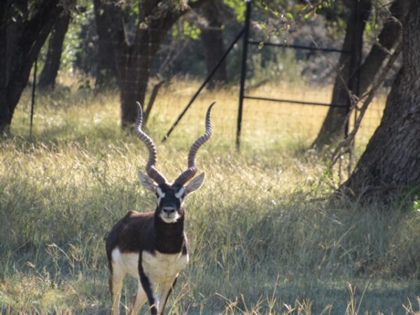 Texas Exotic Hunts, Oryx Hunts in Hill Country | Rancho Madrono