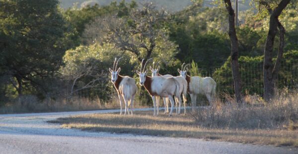 Texas Exotic Hunts, Oryx Hunts in Hill Country | Rancho Madrono