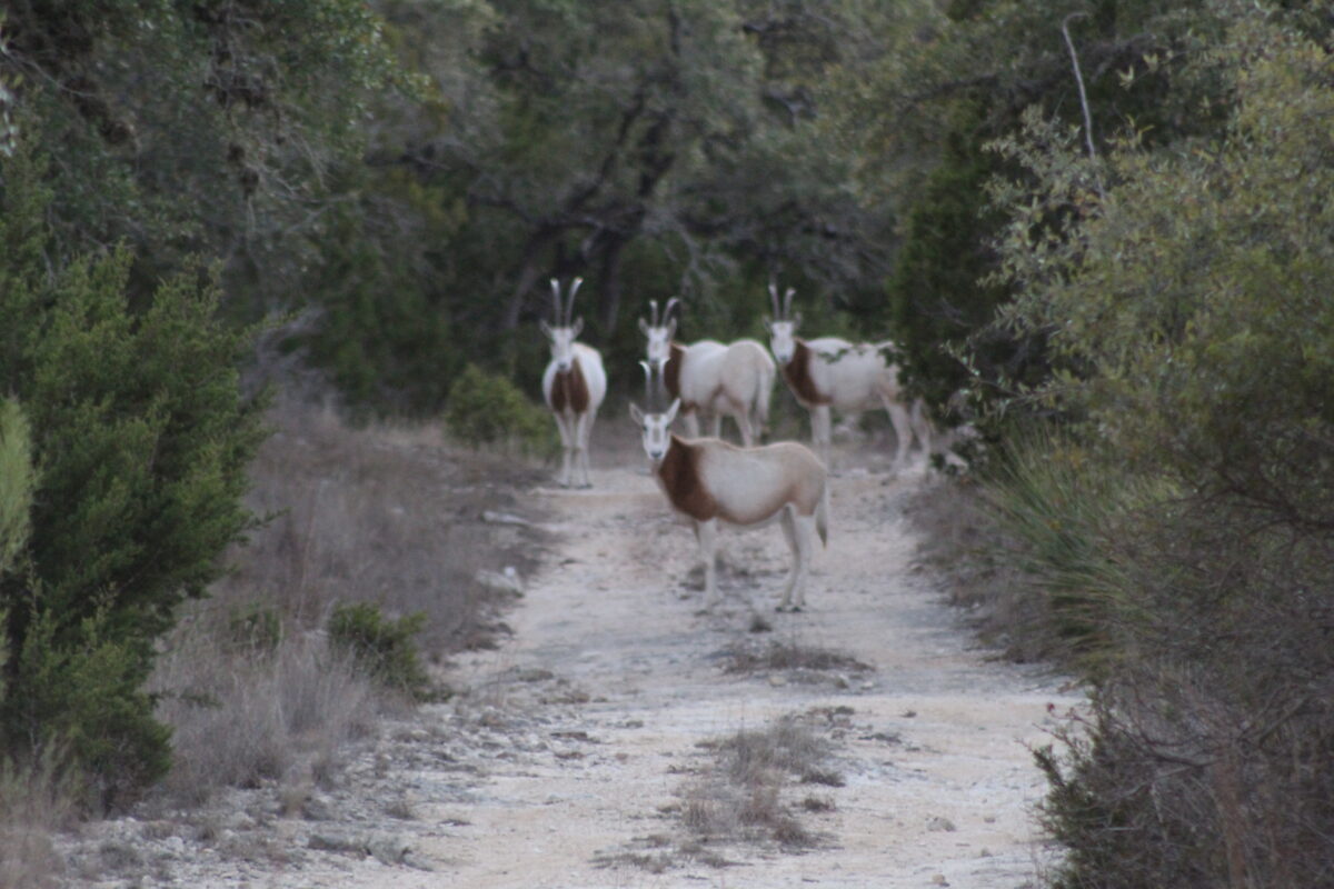 Texas Exotic Hunts, Oryx Hunts in Hill Country | Rancho Madrono