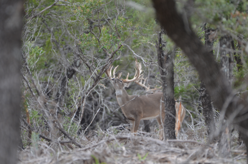 Texas Whitetail Deer Hunts in Hill Country | Rancho Madrono