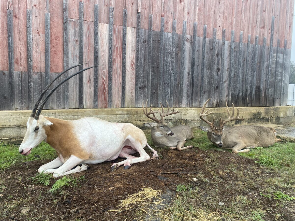Texas Whitetail Deer Hunts in Hill Country | Rancho Madrono